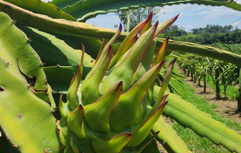 Ampliando Horizontes na Produção de Pitaya: Iluminação LED na Entressafra
