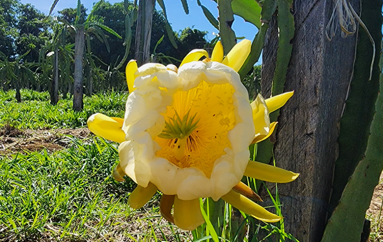 Ampliando Horizontes na Produção de Pitaya: Iluminação LED na Entressafra