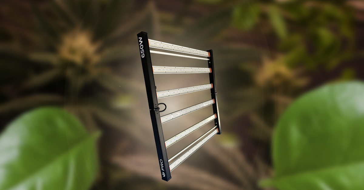 Master Plants | Cultivo de 6 vasos Indoor - Master Plants